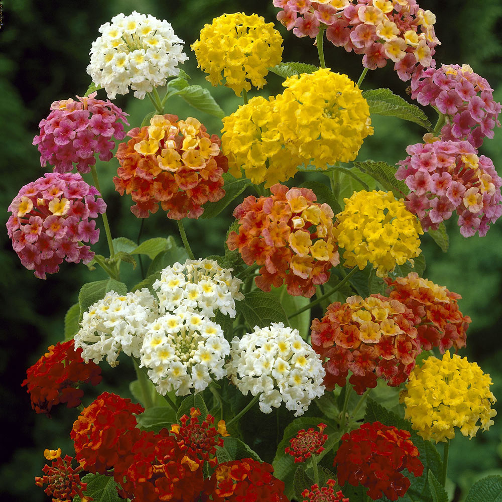 Lantana Mixed | J Parker Dutch Bulbs
