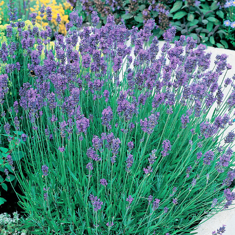 Lavender Munstead 7cm - JParkers