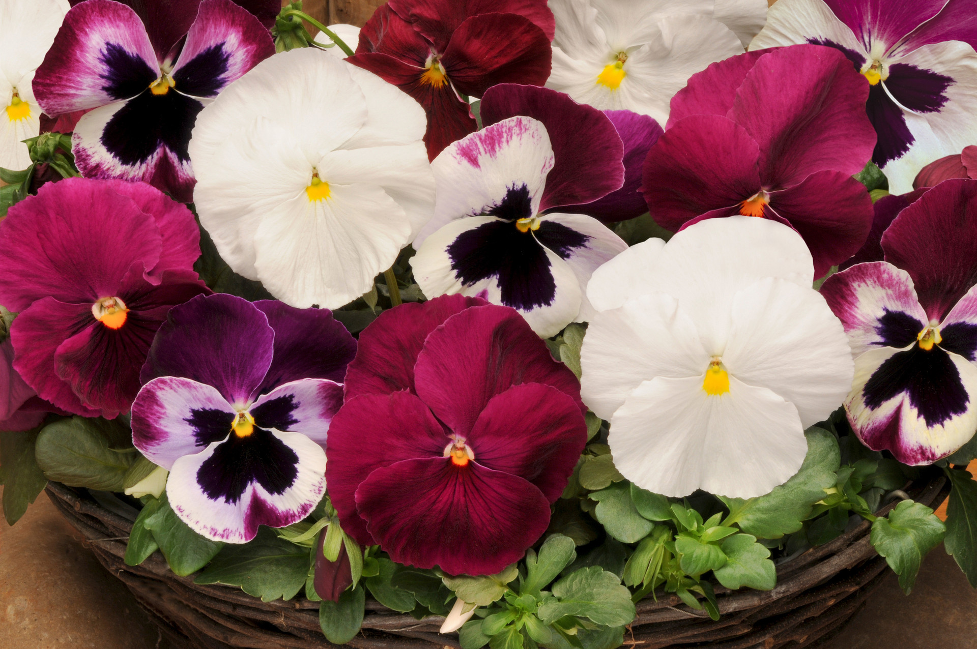Pansy Raspberry Sundae (Garden Ready) | J Parker Dutch Bulbs