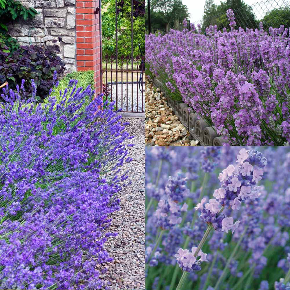 Lavender Mixed | J Parker Dutch Bulbs