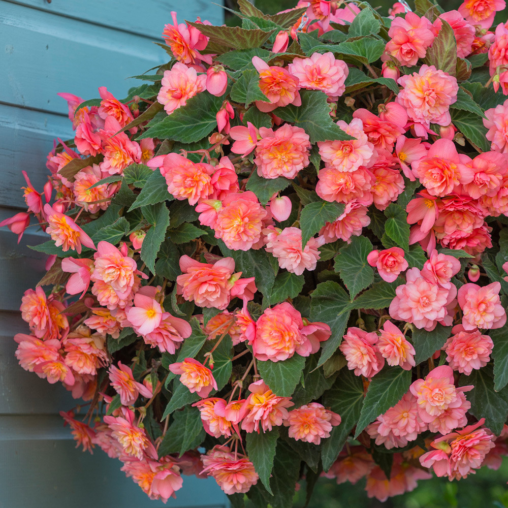 Begonia Fragrant Sweet Spice Bounty | J Parker Dutch Bulbs