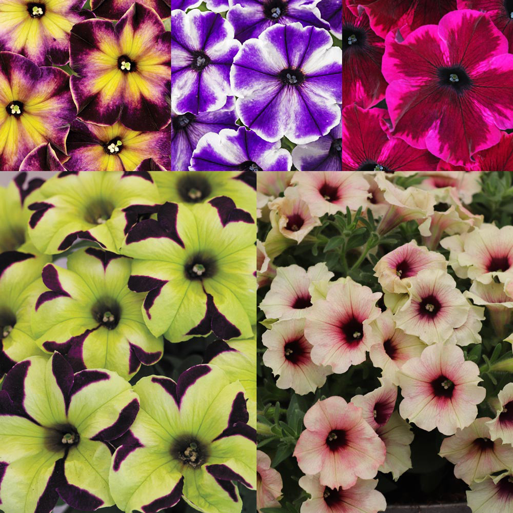 Petunia Crazytunia Mixed | J Parker Dutch Bulbs