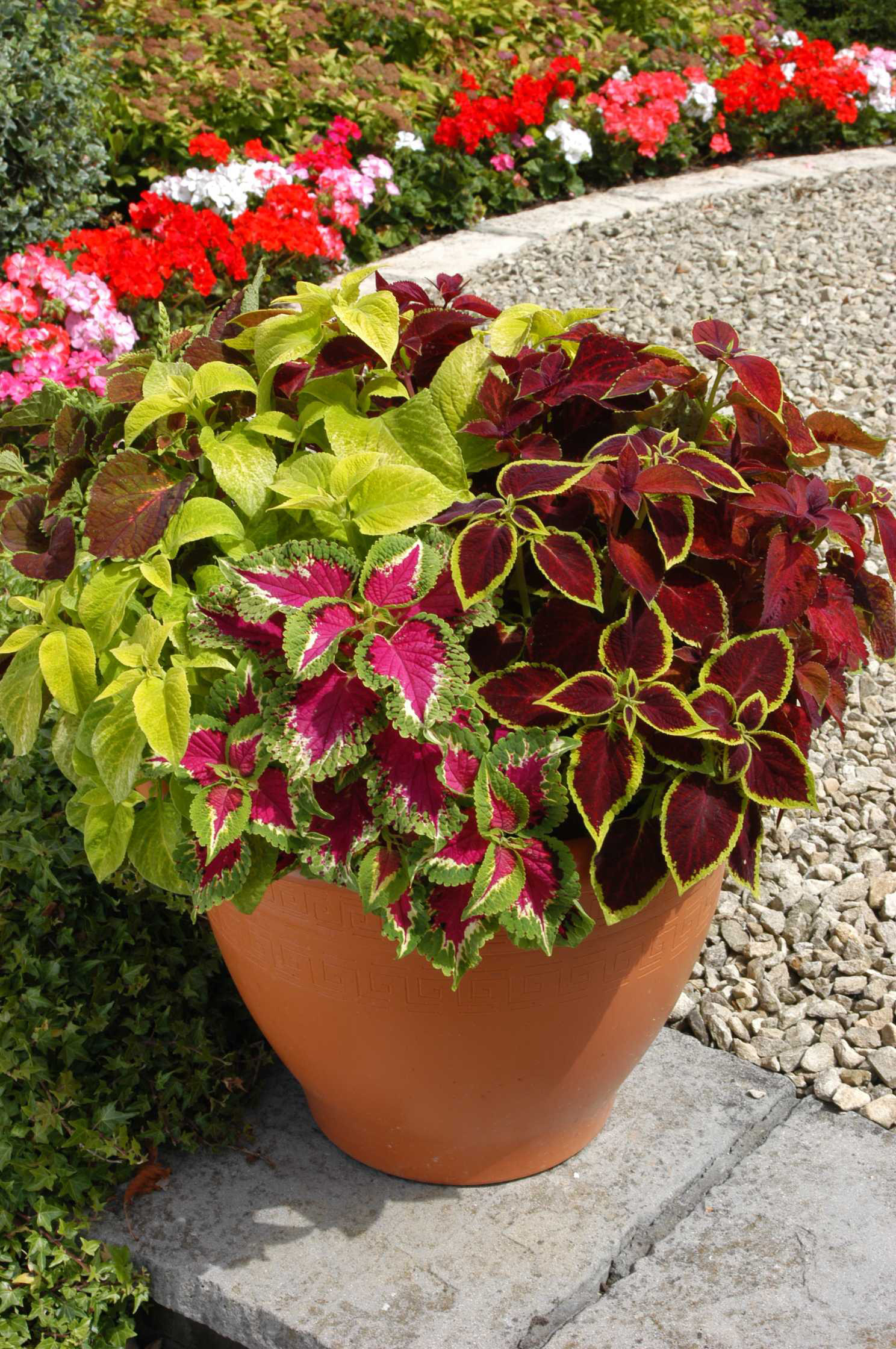 Coleus Dwarf Wizard Mixed (Garden Ready) | J Parker Dutch Bulbs