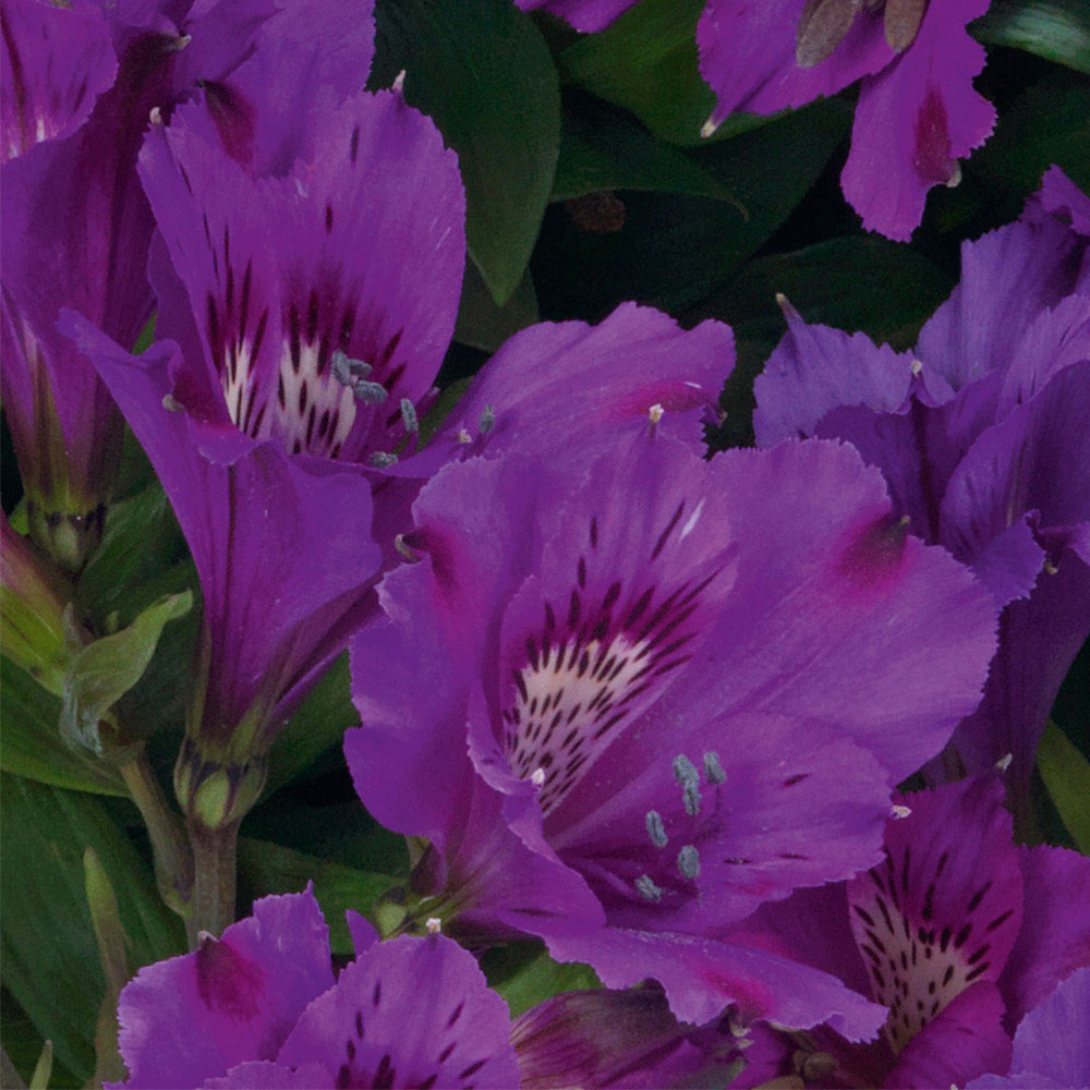 Alstroemeria Inticancha Indigo (Compact Habit) | J Parker Dutch Bulbs