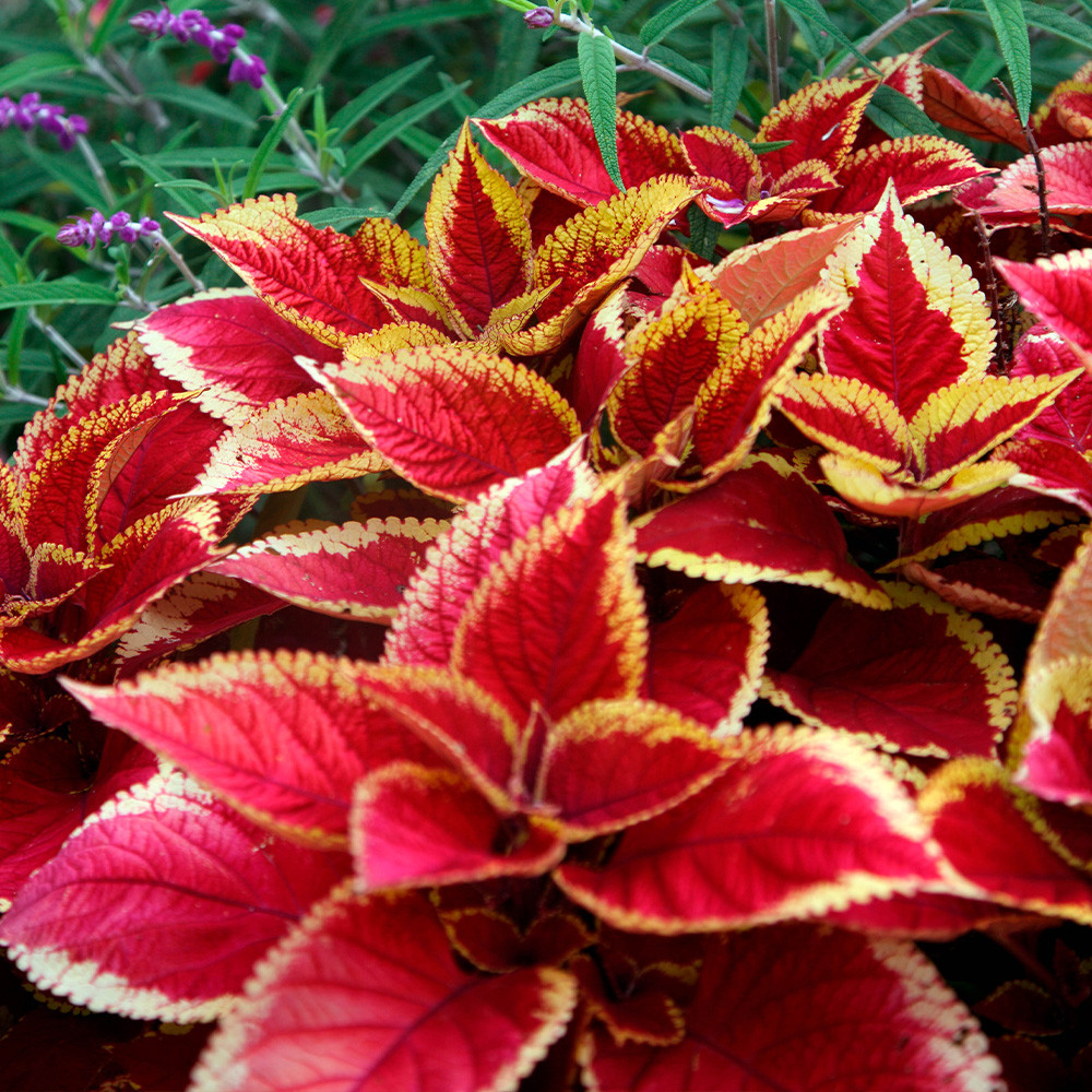 Coleus Trusty Rusty | J Parker Dutch Bulbs
