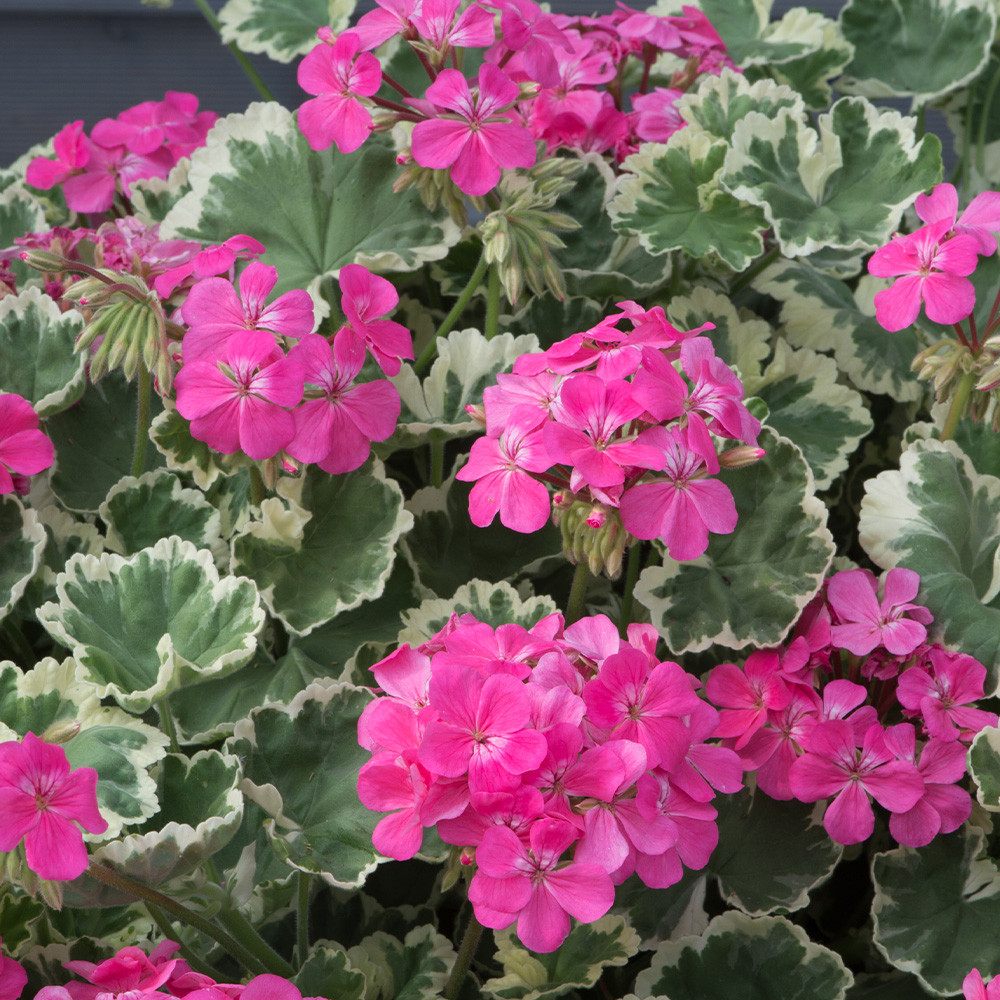 Geranium Madam Salleron | J Parker Dutch Bulbs