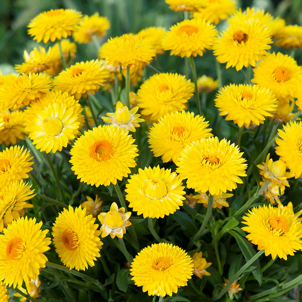 Granvia Gold | J Parker Dutch Bulbs