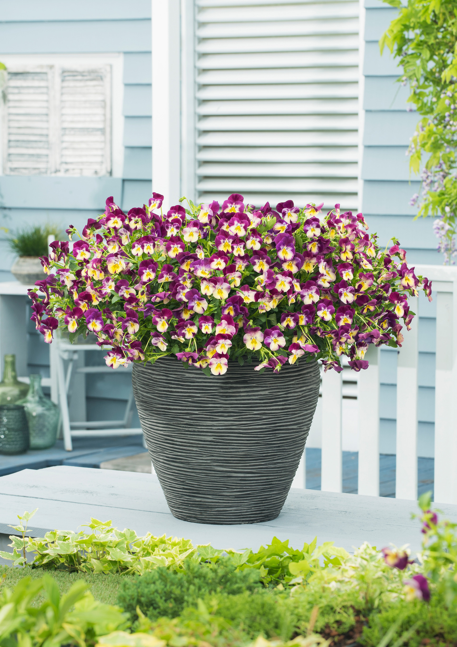 Trailing Pansy Cool Wave Raspberry Swirl | J Parker Dutch Bulbs