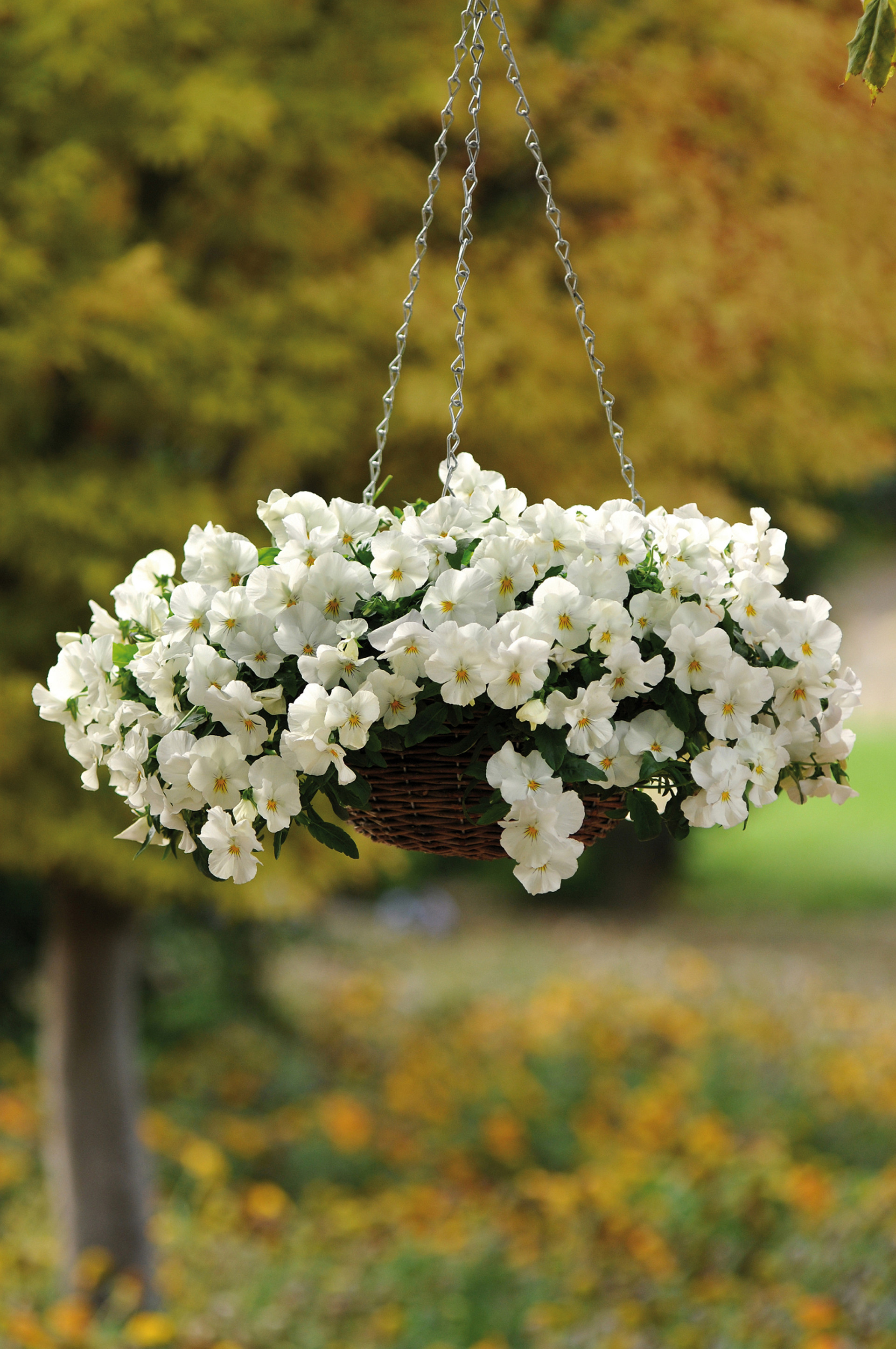 Trailing Pansy Cool Wave White | J Parker Dutch Bulbs