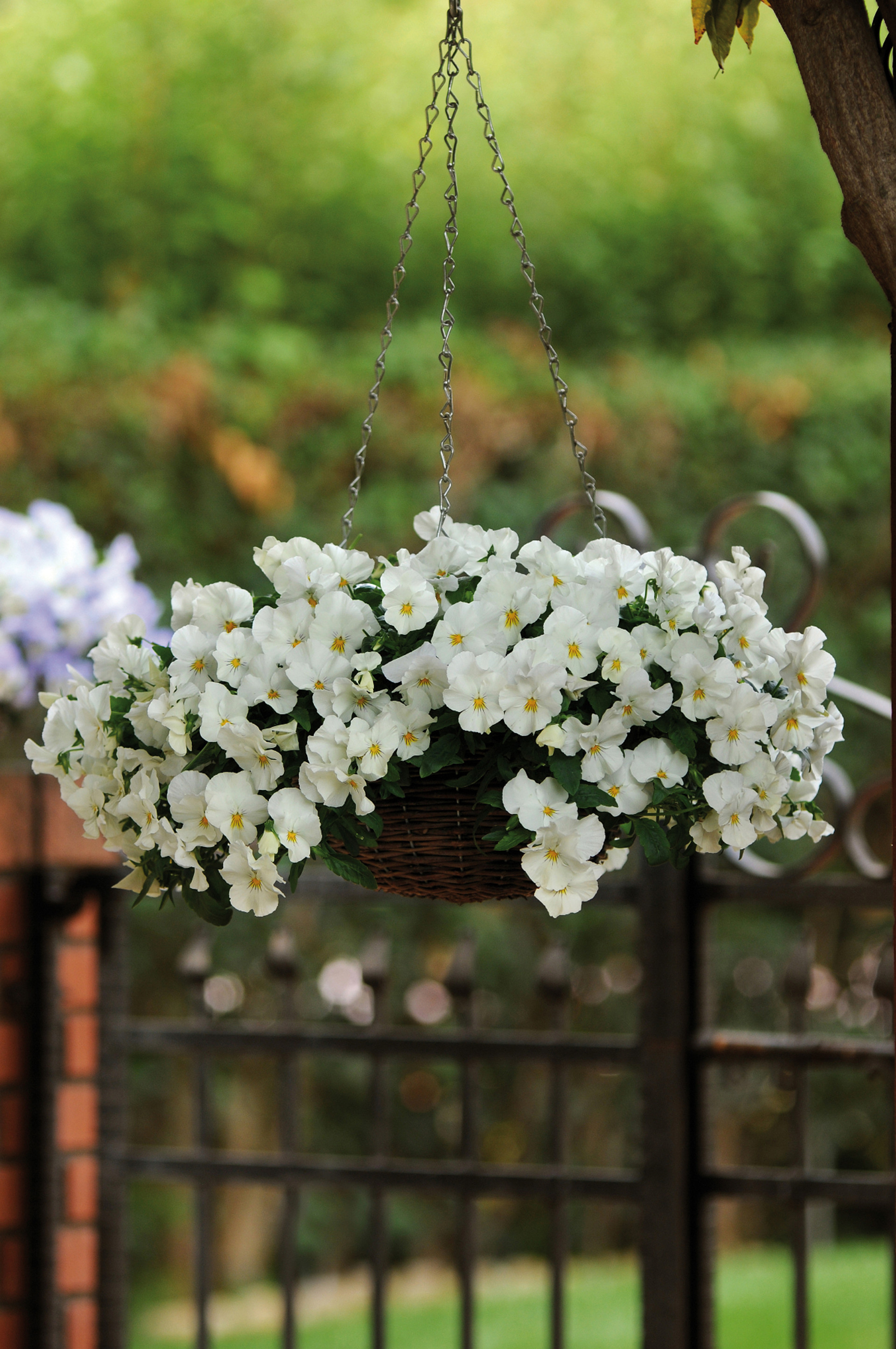 Trailing Pansy Cool Wave White | J Parker Dutch Bulbs