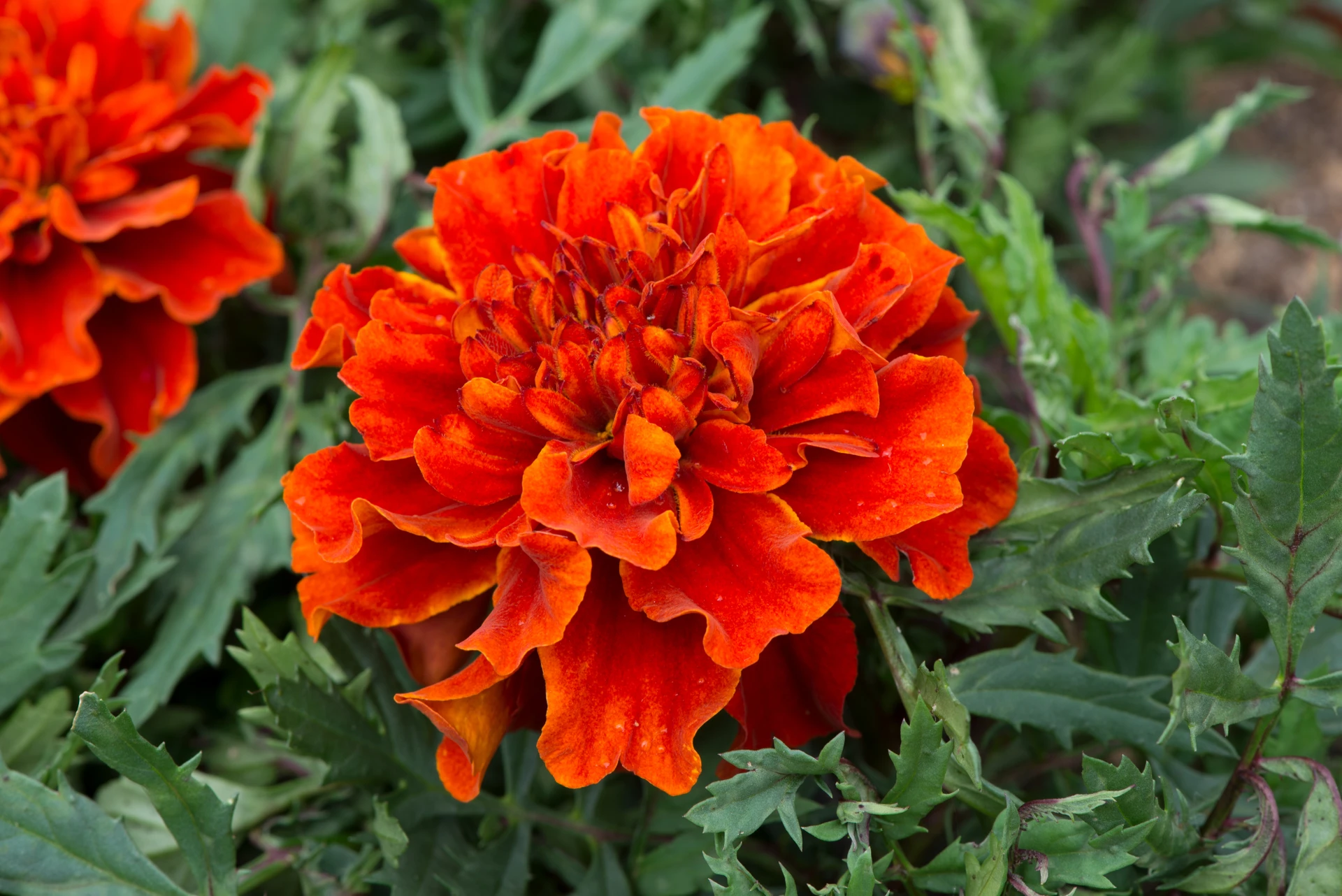 Marigold Fireball - J Parker Dutch Bulbs