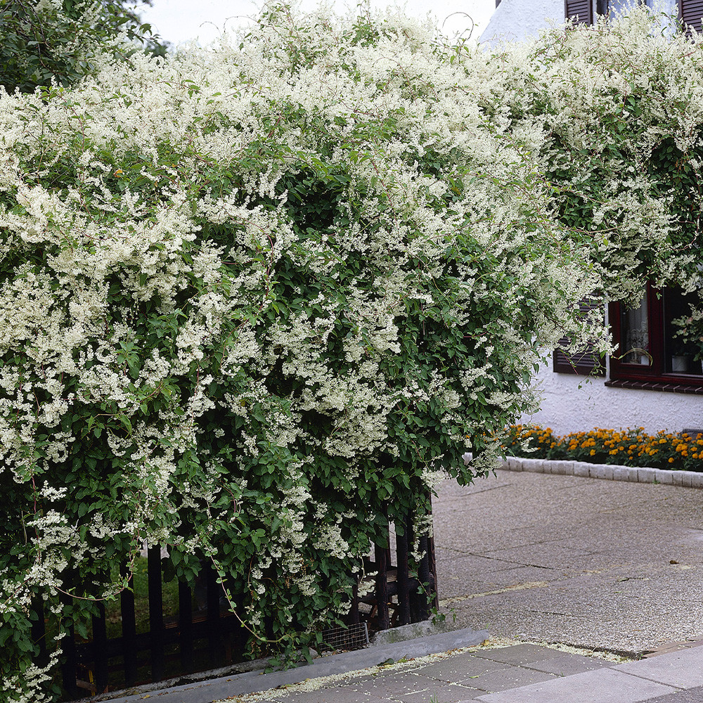 Fallopia baldschuanica (Polygonum aubertii) | J Parker Dutch Bulbs