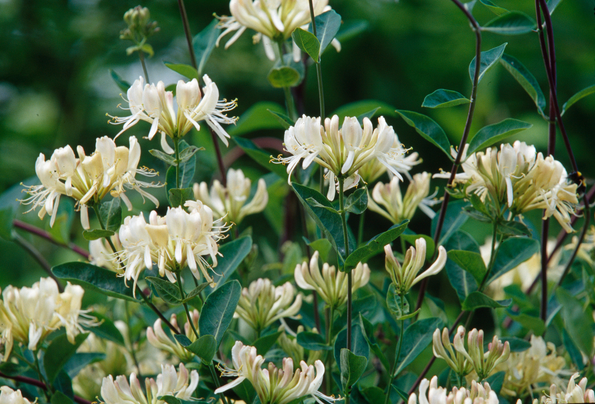 Honeysuckle Graham Thomas | J Parker Dutch Bulbs
