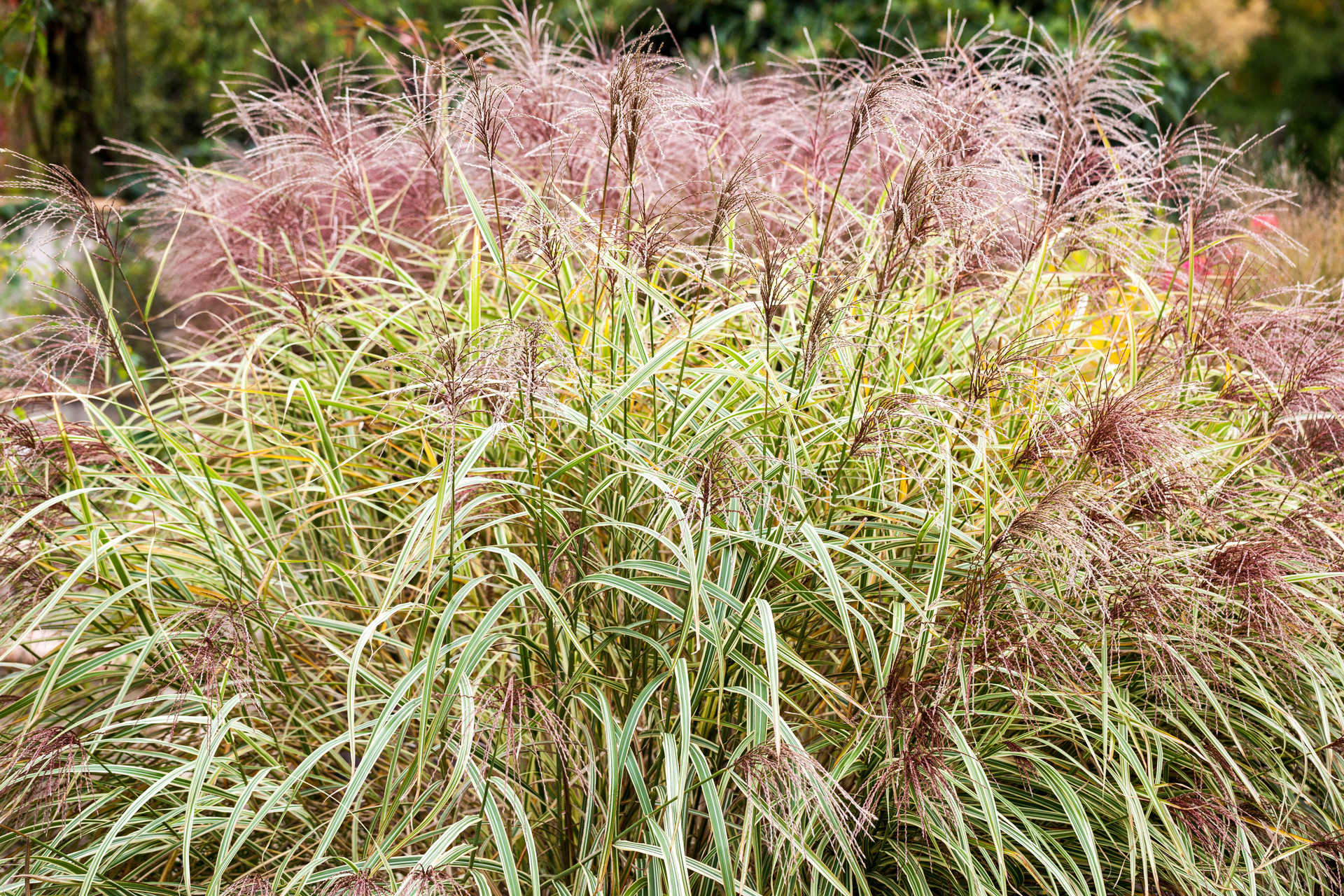Shop Miscanthus sinensis 'Cosmopolitan' | J Parkers