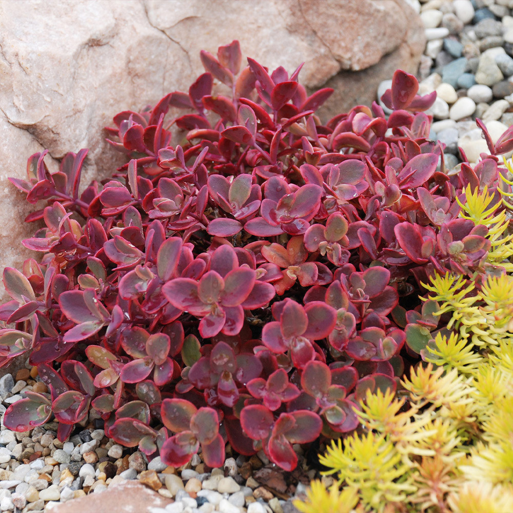 Sedum Sunsparkler Wildfire | J Parker Dutch Bulbs