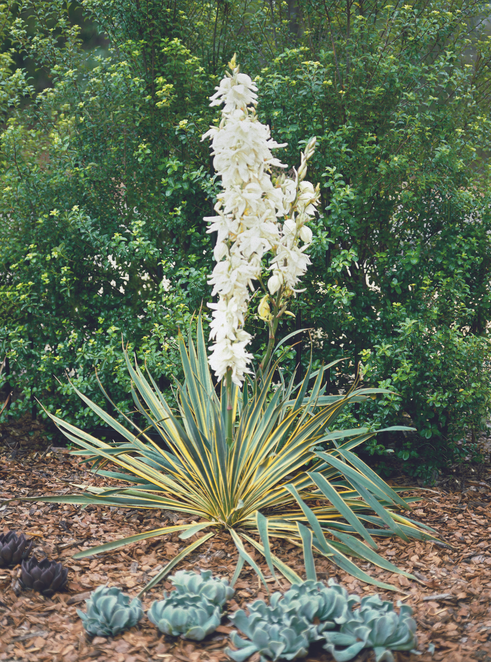 Shop Yucca filamentosa 'Bright Edge' | J Parkers