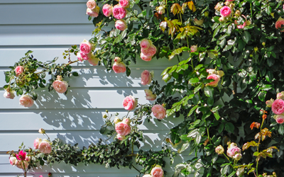 Climbing Roses – How and When to Plant Them - JParkers