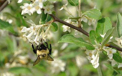 What is cross-pollination - JParkers