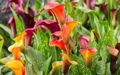 How To Plant Calla Lilies - JParkers