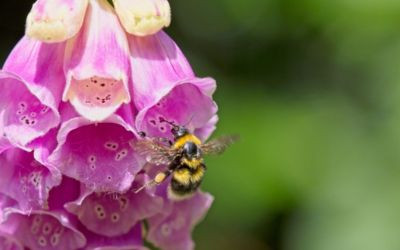 What Is a Biennial Plant? - JParkers
