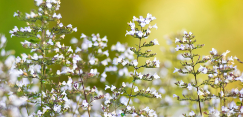Growing Guides - How to Plant & Grow Nepeta & Calamintha - JParkers