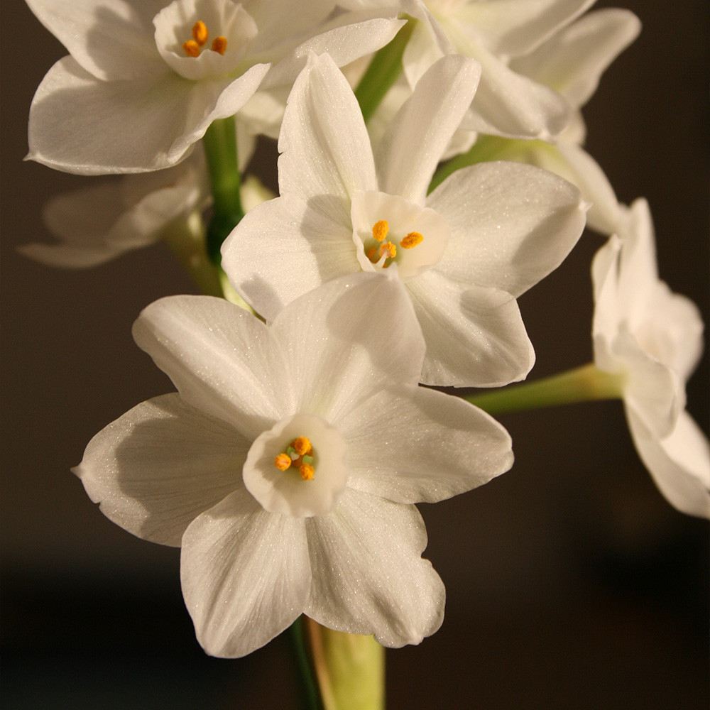 Narcissus Paperwhite 12/14cm - JParkers