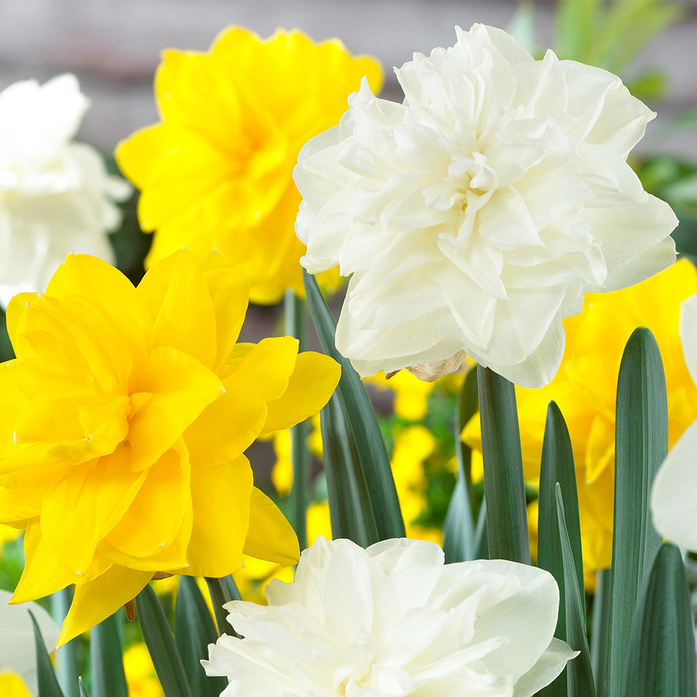 Buy Daffodil Obdam Bulbs | J Parker Dutch Bulbs