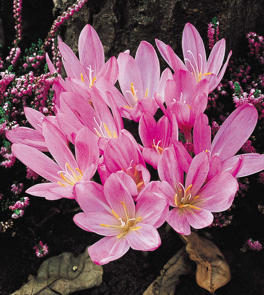 Shop Colchicum Lilac Wonder | J Parker Dutch Bulbs