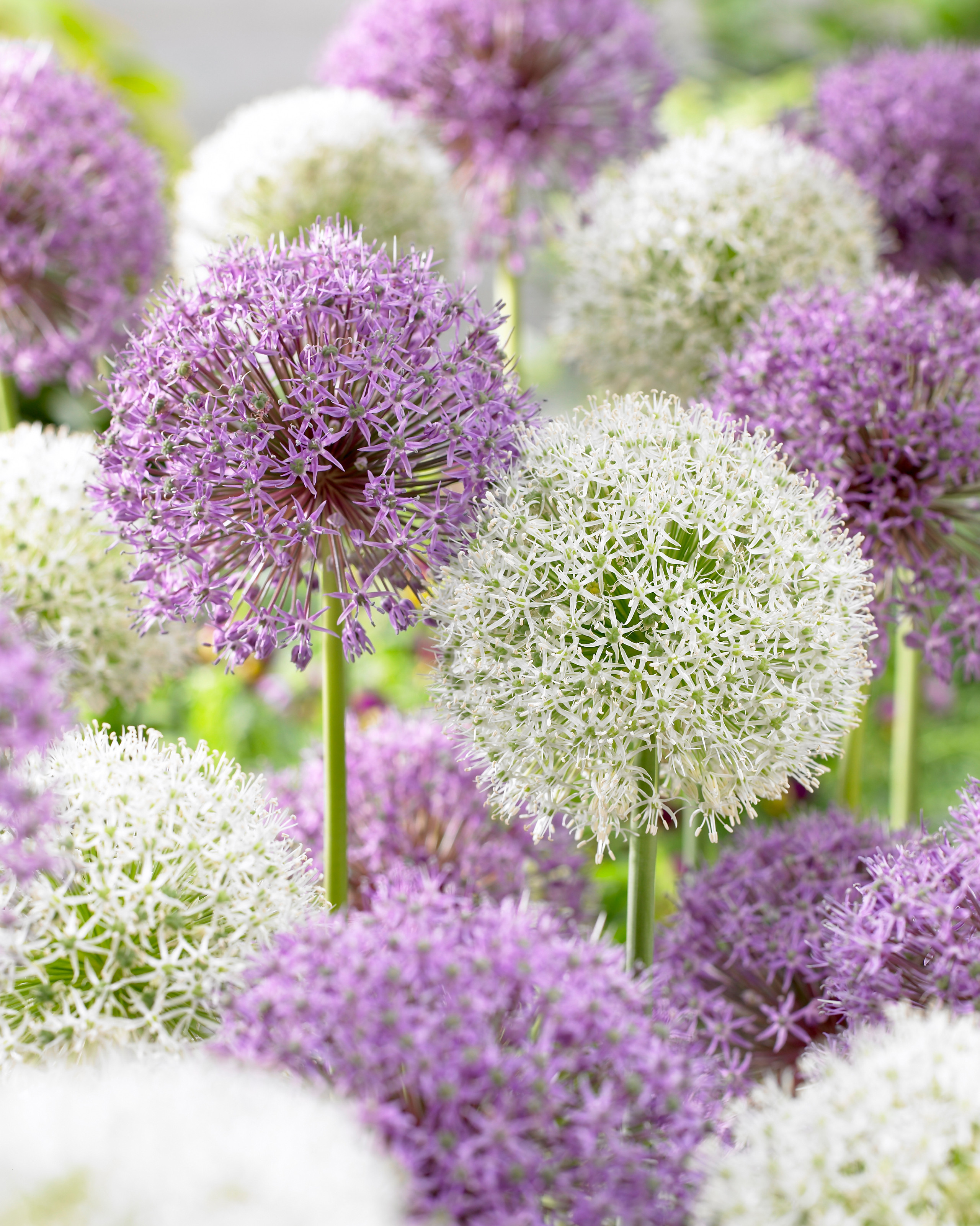 Buy Allium Mount Everest | J Parkers Dutch Bulbs