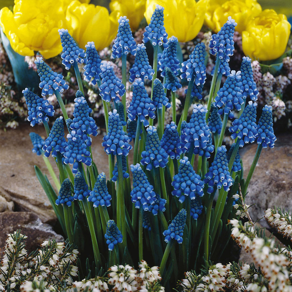Muscari Blue Magic | J Parker Dutch Bulbs