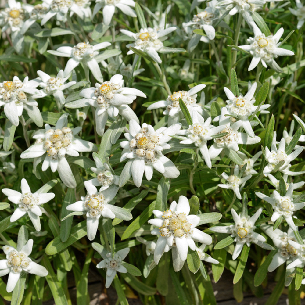 Edelweiss | J Parker Dutch Bulbs