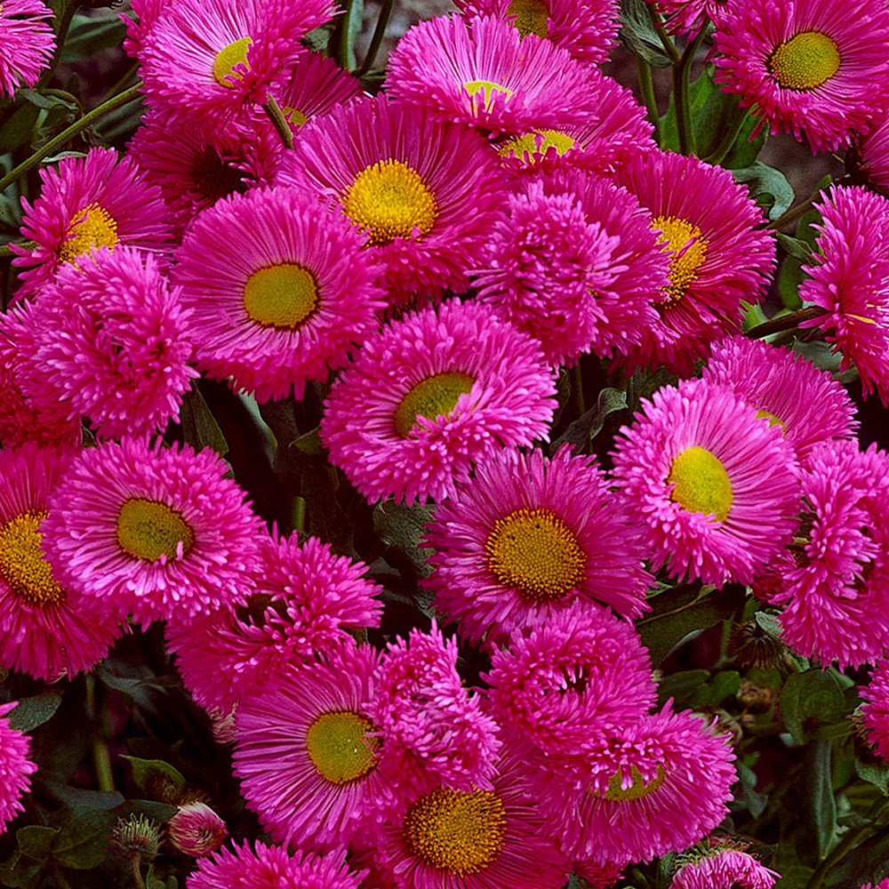 Buy Erigeron Pink Jewel Plants J Parker Dutch Bulbs