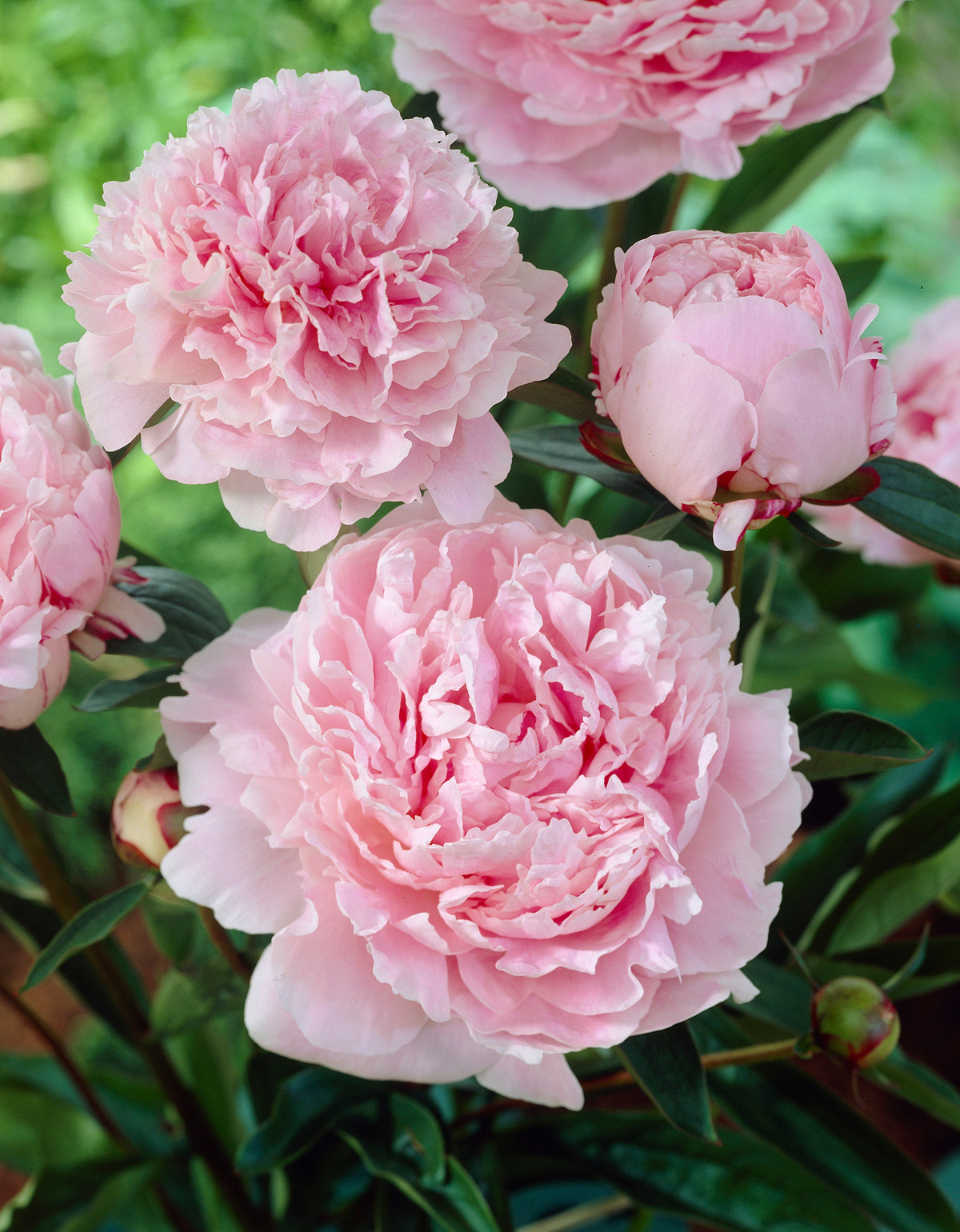 Peony Sarah Bernhardt | J Parker Dutch Bulbs
