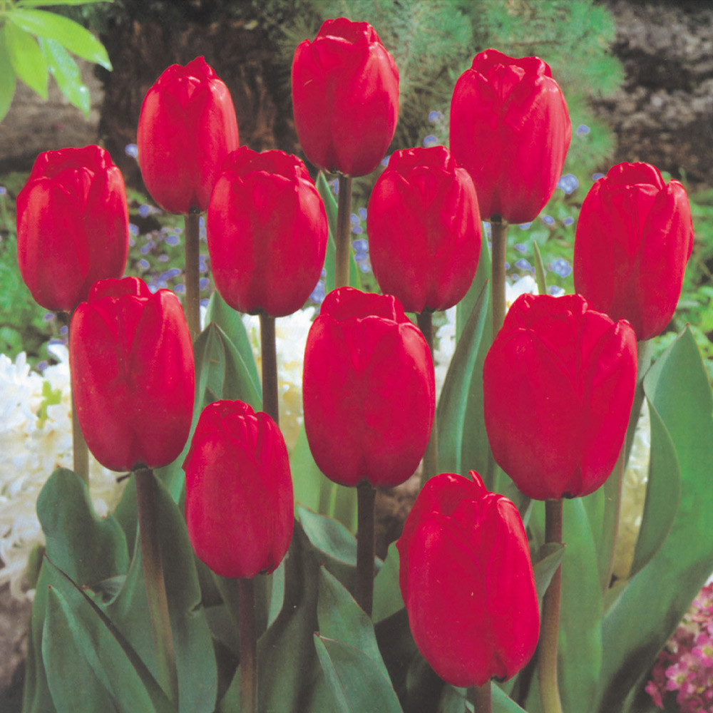 Buy Tulip Red Impression at jparkers.co.uk