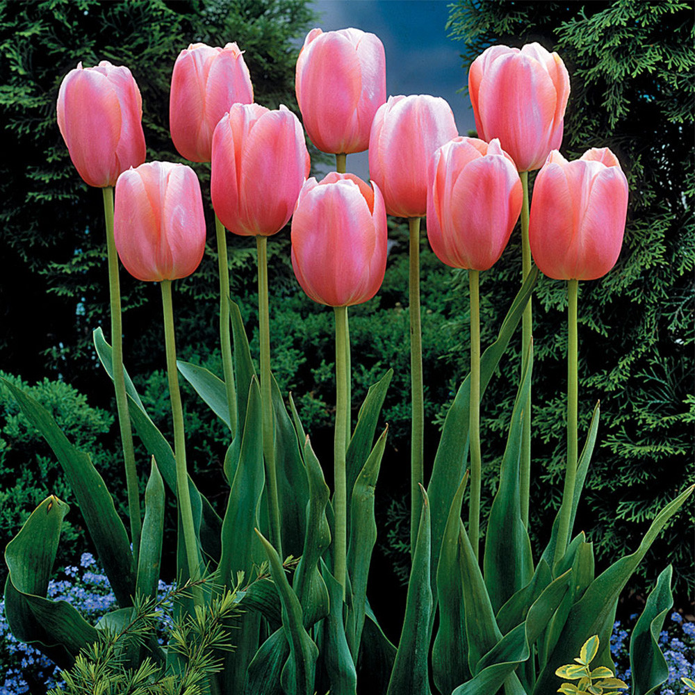Buy Tulip Menton at jparkers.co.uk