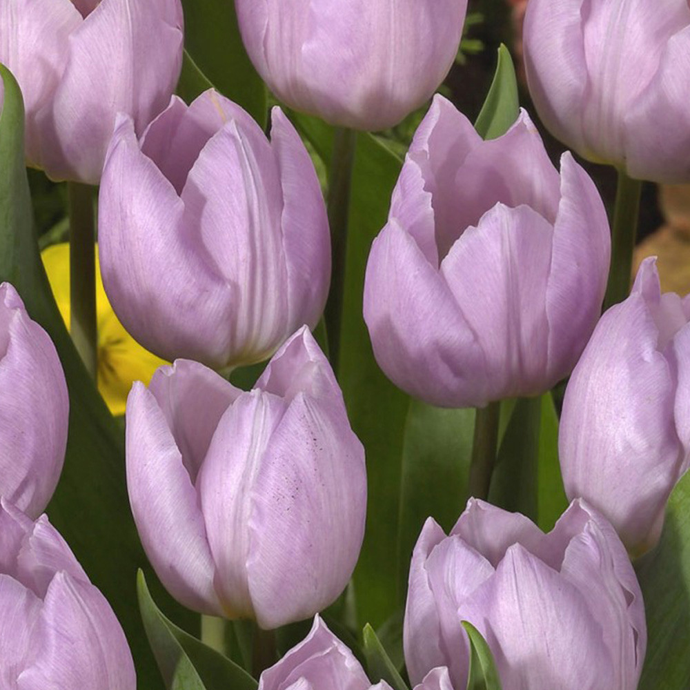 Buy Tulip Candy Prince (Saver Sized Bulbs) at jparkers.co.uk