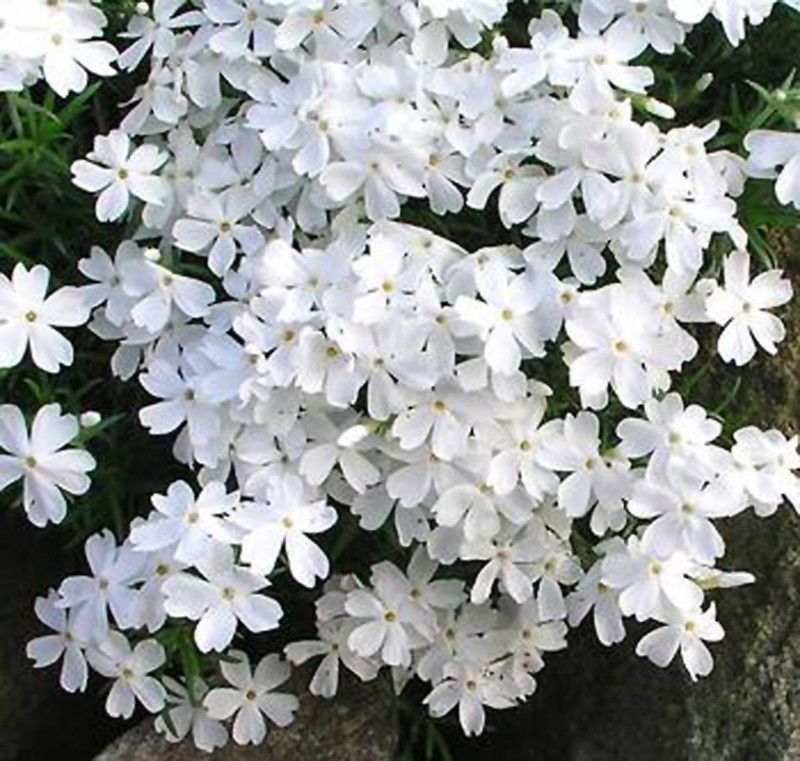 Phlox Subulata Snowflake | J Parker Dutch Bulbs