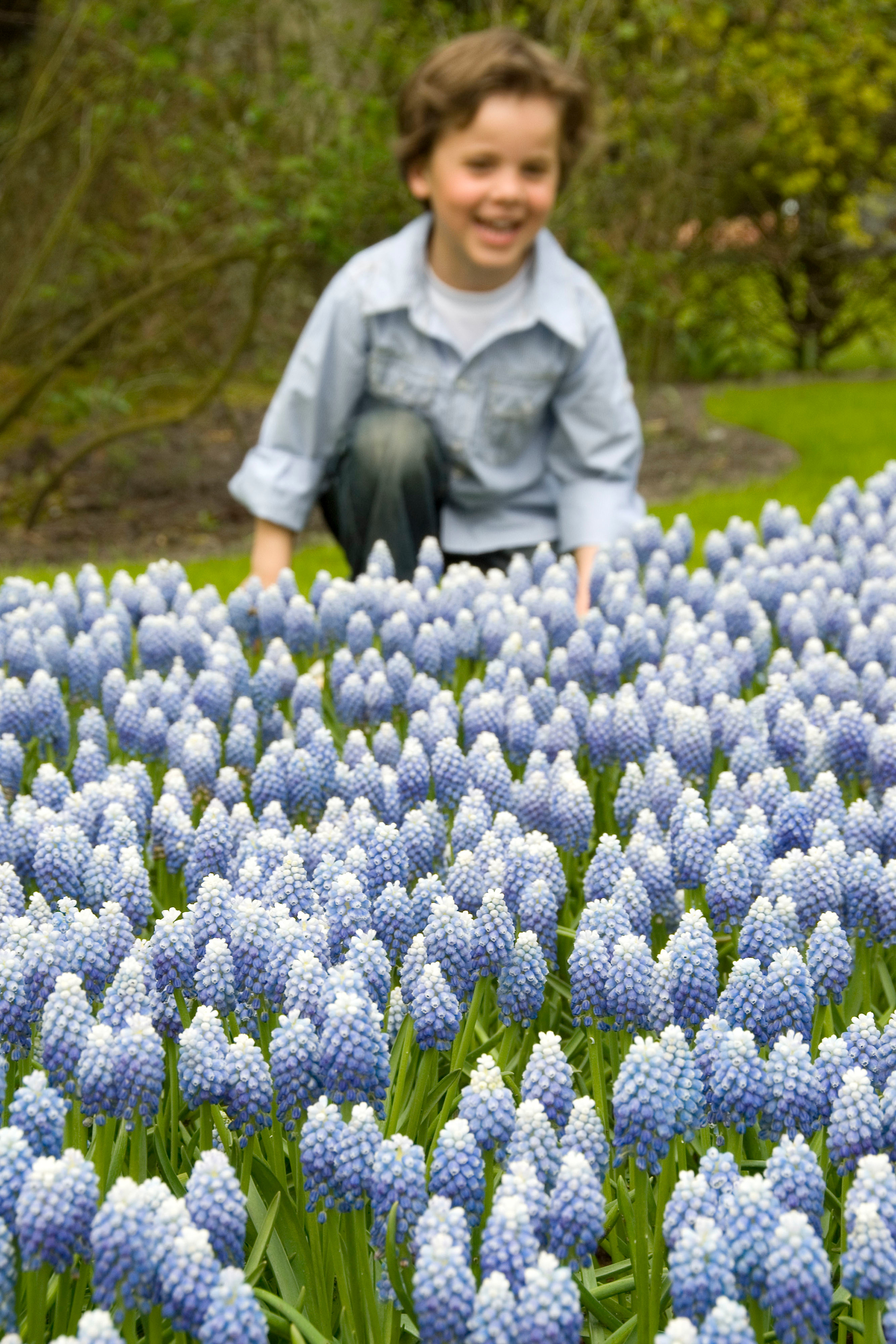 Buy Muscari Ocean Magic | J Parker Dutch Bulbs