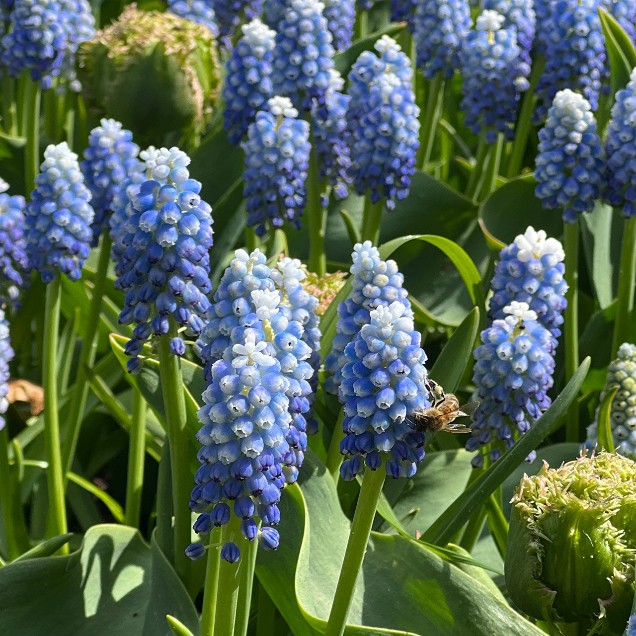 Buy Muscari Ocean Magic | J Parker Dutch Bulbs