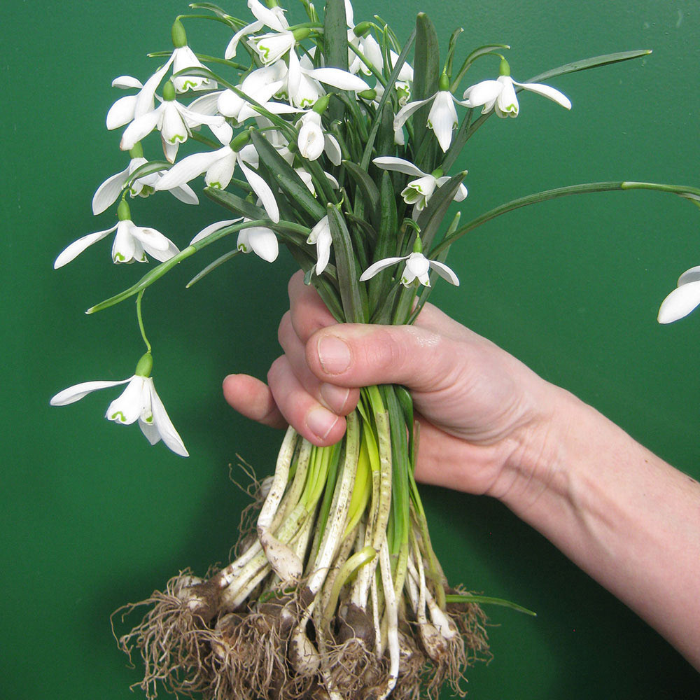 Buy Double Snowdrops in the Green | J Parkers