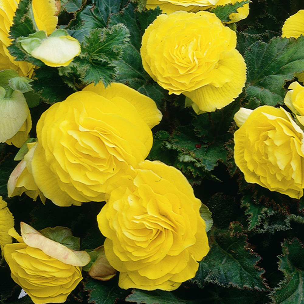Begonia Non Stop Yellow | J Parker Dutch Bulbs