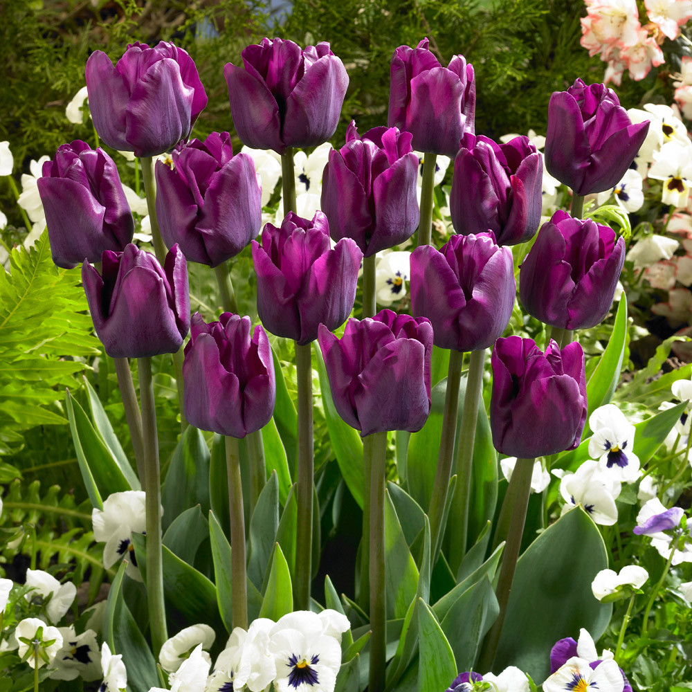 Buy Tulip Saigon at jparkers.co.uk