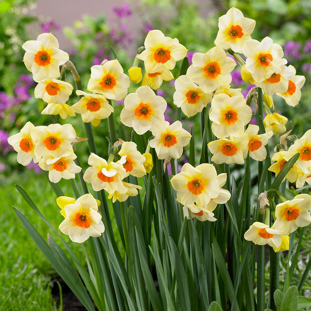 Narcissus Beautiful Eyes | Daffodil 'Beautiful Eyes' | J.Parker's