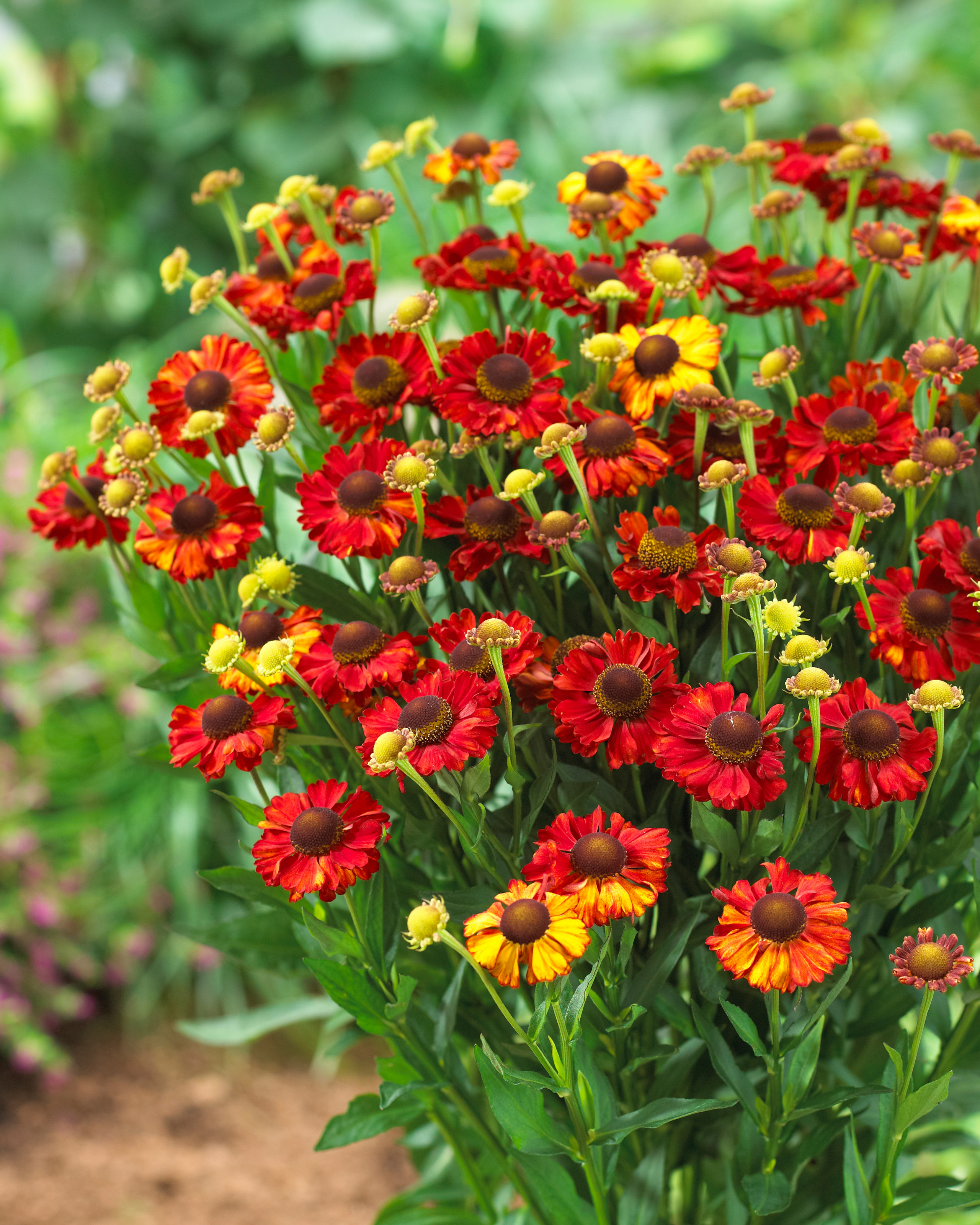 Helenium Hot Lava | J Parker Dutch Bulbs