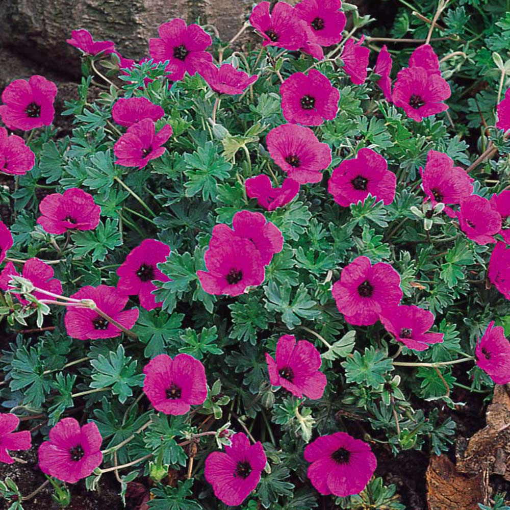 Geranium Cinereum Giuseppe | J Parker Dutch Bulbs