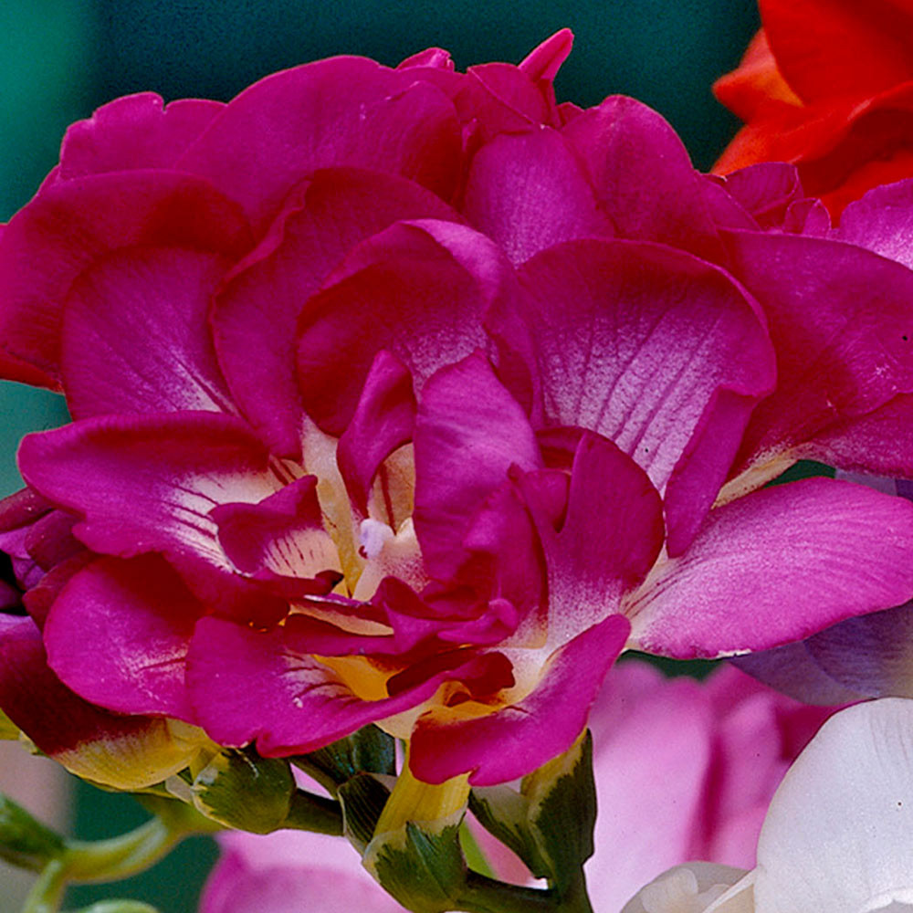 Freesia Giant Double Pink | J Parker Dutch Bulbs