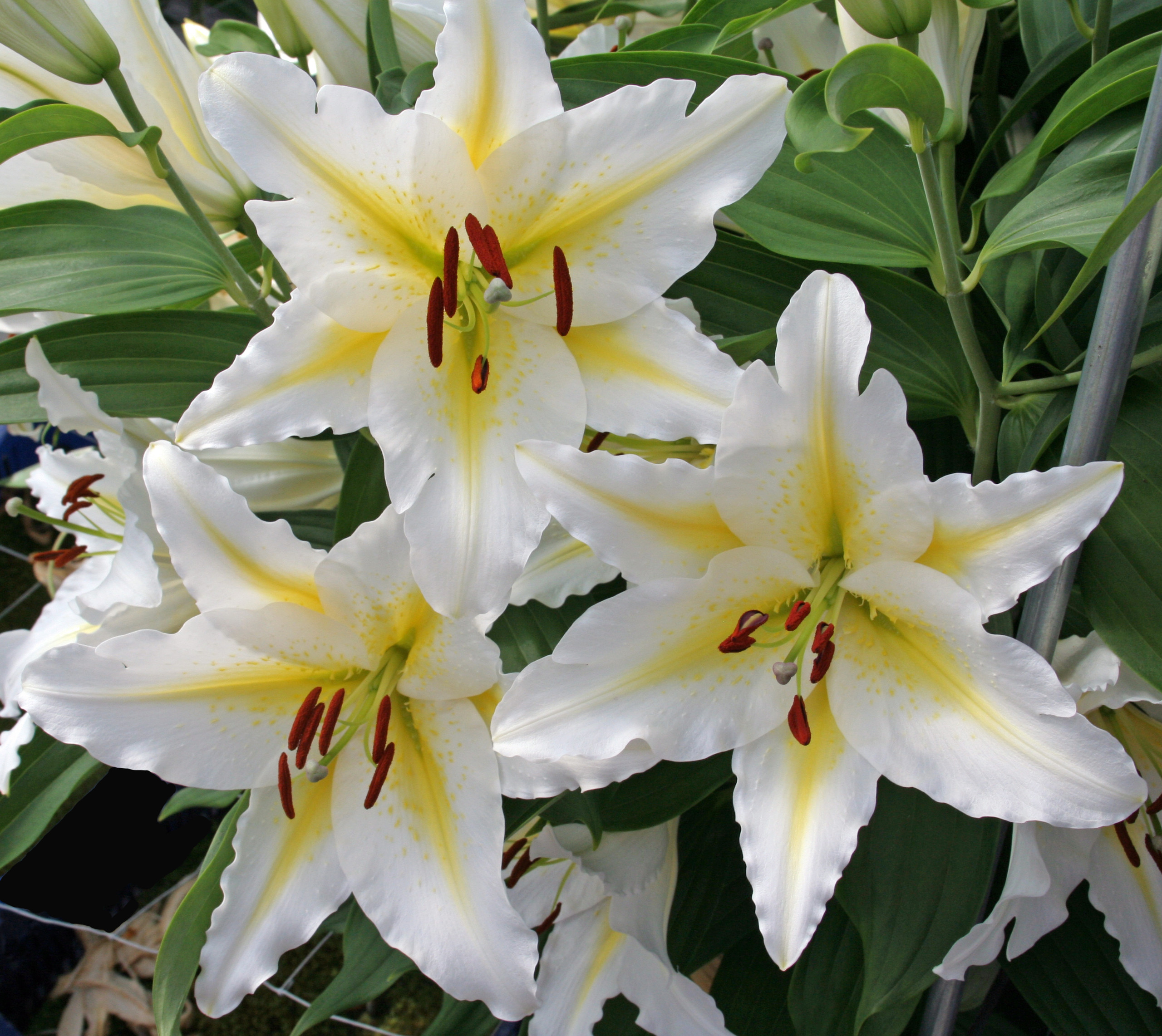 Buy Lily Baferarri Bulbs | J Parker Dutch Bulbs