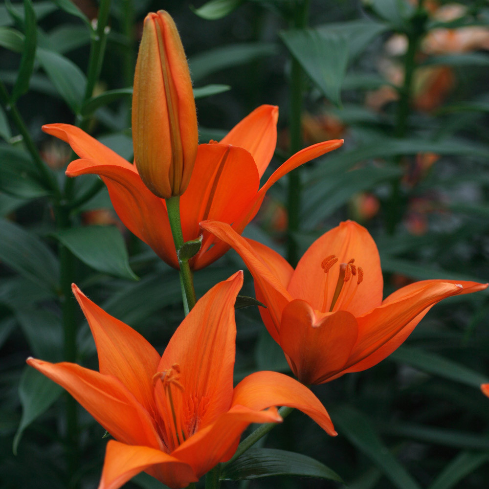 Lily Orange Ton - J Parker Dutch Bulbs