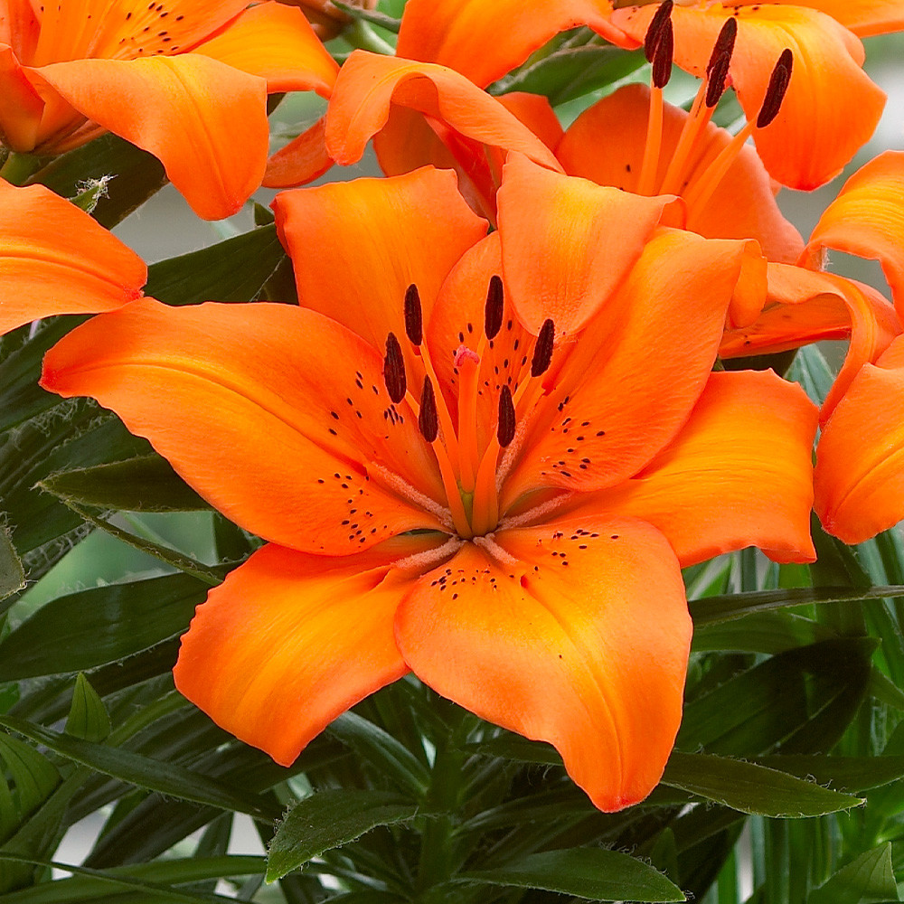 Lily Victory Joy | J Parker Dutch Bulbs