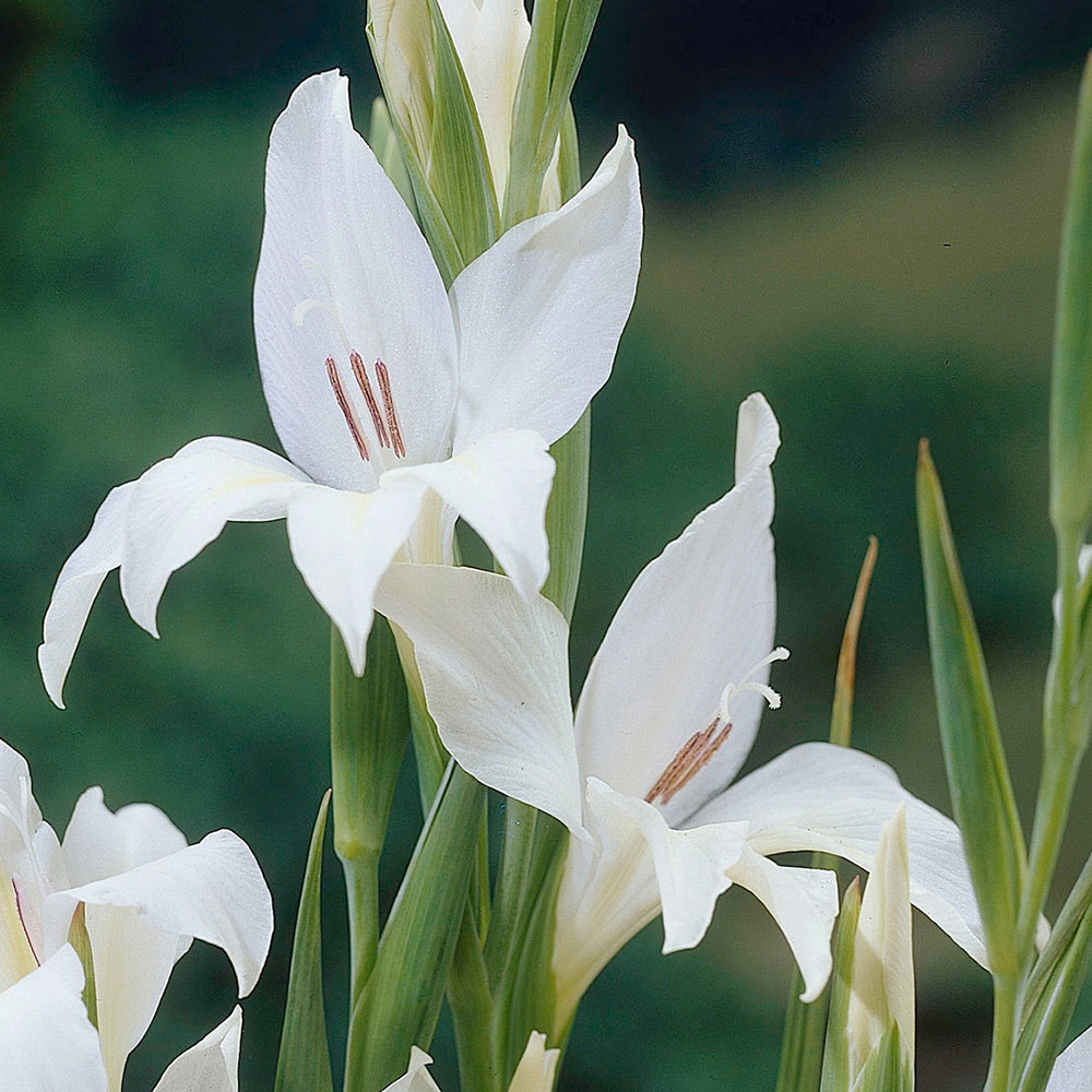 Gladioli Nanus The Bride | J Parker Dutch Bulbs
